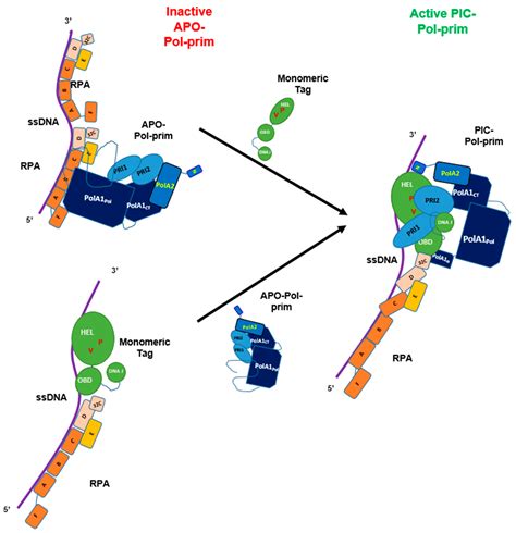 Prokaryotic Dna Replication Lagging Strand