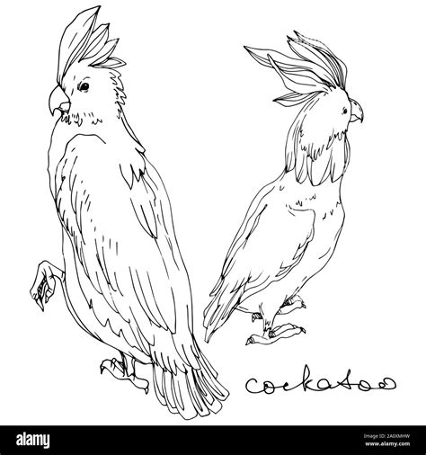 Vector Sky Bird Cockatoo In A Wildlife Wild Freedom Bird With A