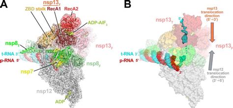 Consensus Cryo Em Structure Of An Nsp132 Rtc A Overall Architecture Of