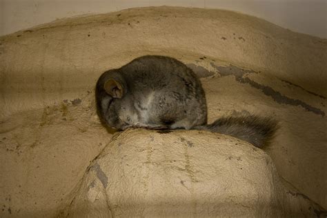 23 Incredibly Cute Photos Of Fluffy Chinchillas Thatll Melt Your Heart