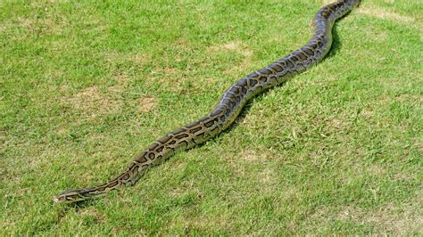 Longest Python Found