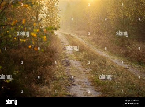 Road In A Autumn Deep Forest Hiking Path In A Fall Season In A Foggy