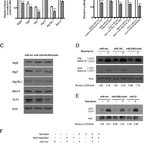 The Mir 290 295 Cluster Inhibits Autophagy A 3utrs Of Autophagy
