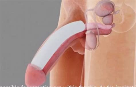 The Truth About Penile Augmentation