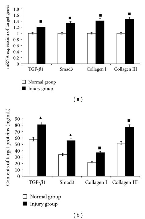 Role Of Tgf β1 Smad3 Signaling Pathway In Secretion Of Type I And Iii Collagen By Vascular