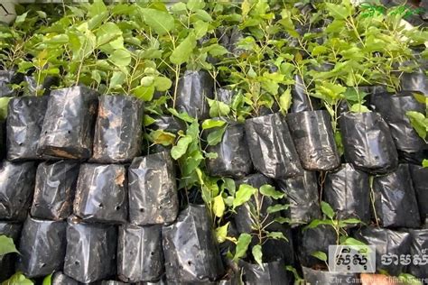 «ពោធិព្រឹក្ស៥០០ដើមនឹងរៀបចំបំបួស ក្នុងរមណីយដ្ឋាន រាជិនីលង្វែក សុីសុីថាមស៍