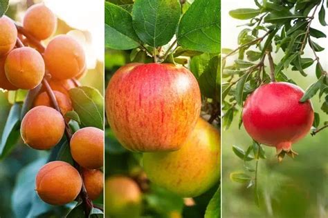 Plantes sol argileux Quelles sont les meilleures variétés