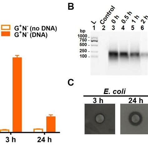 Gene Expression And Digestion Activity Of Dnase Enda From E Coli