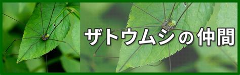 07ザトウムシの仲間2 昆虫写真図鑑 ムシミル