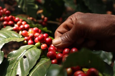 Brewing Success India S 2024 Coffee Boom Responsible Us