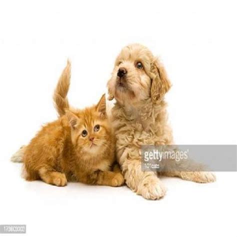 Dogsandcats Object Detection Dataset V2 2023 11 25 133am By School