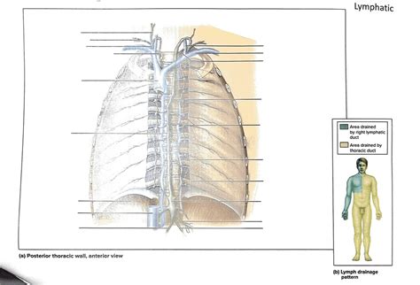 A P 2 Lymphatic System Diagram Quizlet
