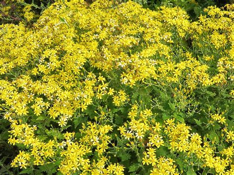 Kitulo National Park Safari Tour Operator Tanzania Emotion Safaris