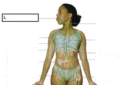 Lymphatic System Flashcards Quizlet