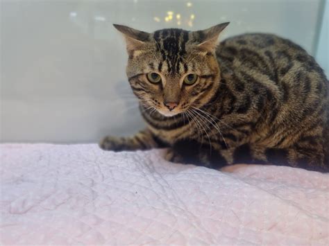 뱅갈 토토 미니먼치킨전문 미니랙돌전문 미니브리티쉬숏헤어전문 미니스코티쉬폴드전문 미니러시안블루전문 미니강아지전문 미니고양이전문 토이비숑프리제분양 토이포메라니안분양 토이말티즈