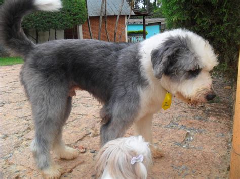 图片素材 大牧羊犬 种族 脊椎动物 schnauzer 狗品种 西藏梗 狗喜欢哺乳动物 carnivoran