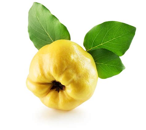 모과 스톡 사진 및 일러스트 Istock