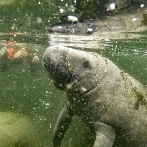 You Can Swim With Manatees