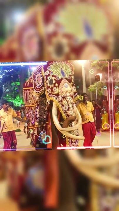 ඓතිහාසික රුහුණු කතරගම මහා දේවාලයේ අටවන මගුල් පෙරහැර 🙏🐘 Katharagama