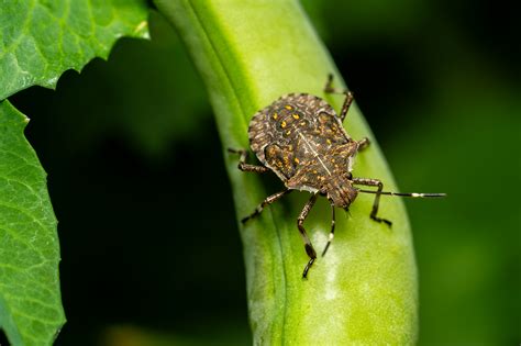 Download Stink Bug Insect Nature Royalty Free Stock Illustration