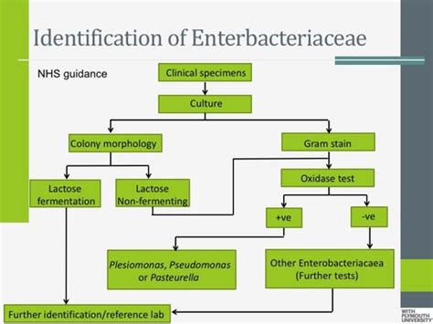 Enterobactieriaceae Colifroms And Non Coliforms Flashcards Quizlet