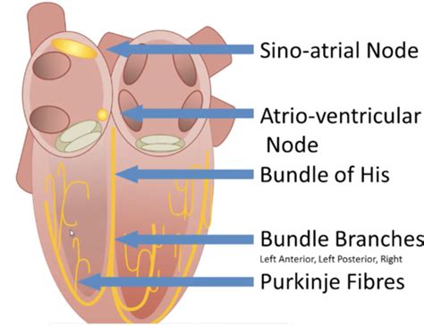Cardiovascular Conduction System Flashcards Quizlet
