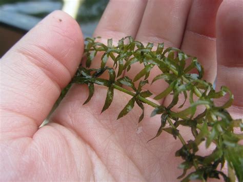 Hydrilla Invasive