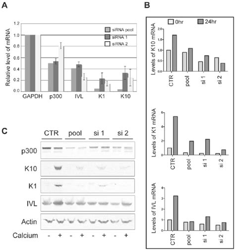 p300 knockdown by sirna is sufficient to attenuate the mrna and protein