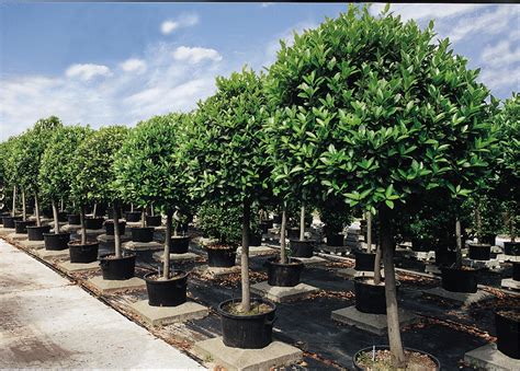 Kwekerij Gova deed al aan de Participatiewet voor het bestond - Op naar ...