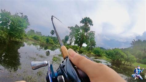 ล่าช่อนน้ำท่วม Ep 40 ตกปลา ตกปลาช่อน Youtube