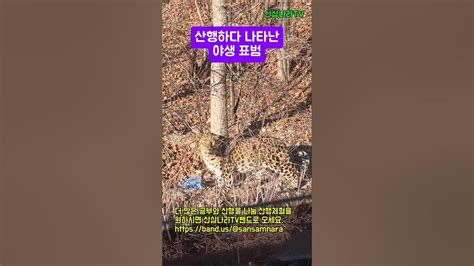 더 많은 공부와 산행물 나눔 산행체험을원하시면 산삼나라tv밴드로 오세요 Sansamnara 버섯