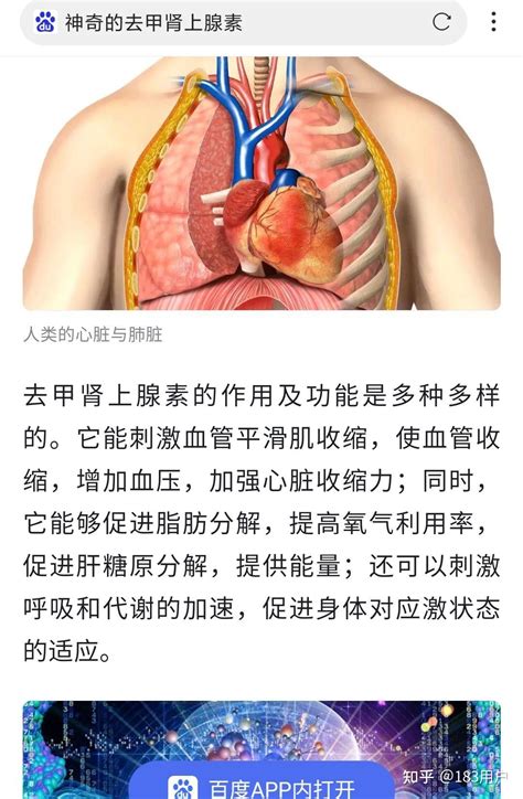 神奇的细胞膜恢复组合 去甲肾上腺素 知乎