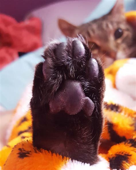 The Feets Of Mr Precious Rjellybeantoes