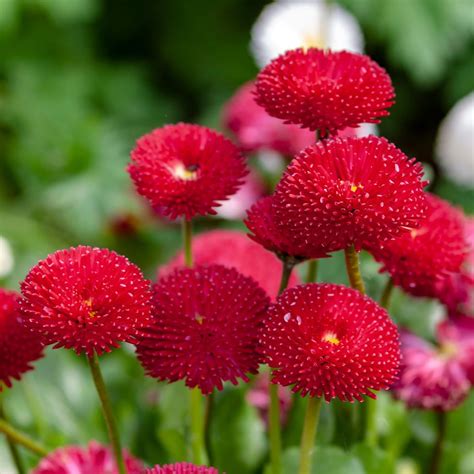 Bellis perennis Roode - Une pâquerette à fleurs rouges
