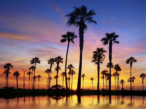 Sunset Palm Trees Wallpaper 62 Images