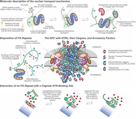 The Npc During Nucleocytoplasmic Transport Upper Molecular