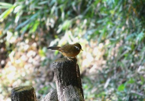 ヤマガラメジロガビチョウ日野 浅川野鳥散歩