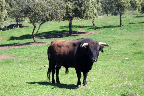 El Toro