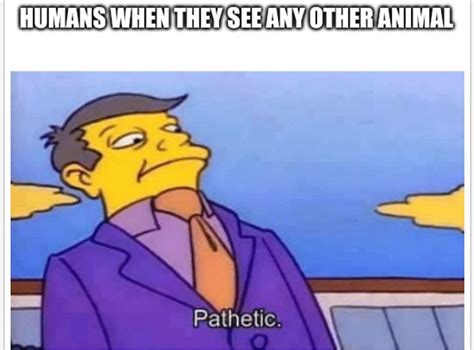 Pathetic Scrolller