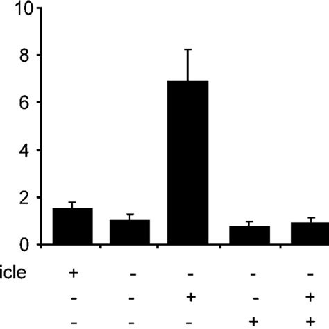 Effect Of The Protein Synthesis Inhibitor Cycloheximide On