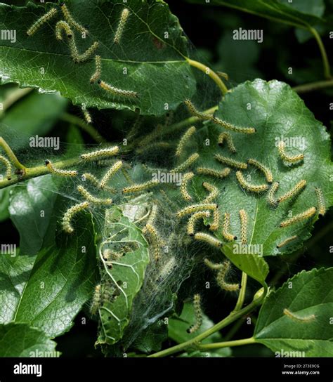 Codling Moth Caterpillars In Silky Web On An Apple Tree Branch Tent