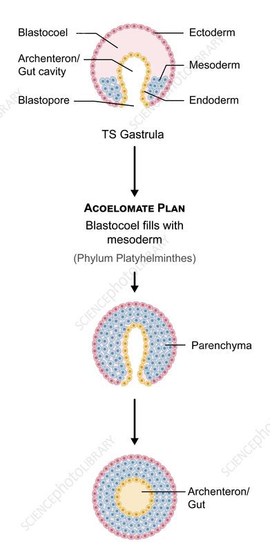 Development Of An Acoelomate Body Illustration Stock Image F0459911 Science Photo Library