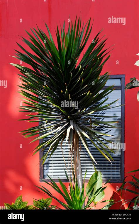 Tree Growing Against A Red Wall And Window At A Hotel In Kuta Bali Indonesia Stock Photo Alamy