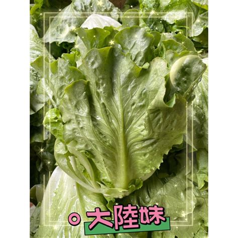 👩‍🌾蔬果小店舖 福山萵苣 大陸妹 炒蒜頭 歡迎自取 下單前請先聊聊 蝦皮購物