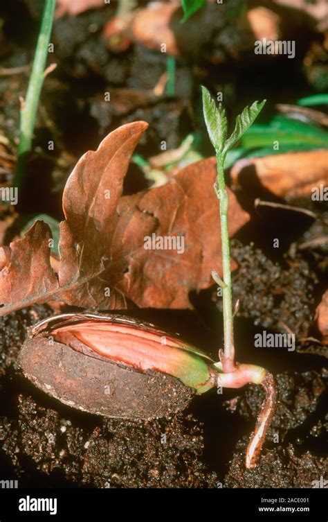 Sprouting Acorn Of The English Oak Tree Quercus Robur A Young Root
