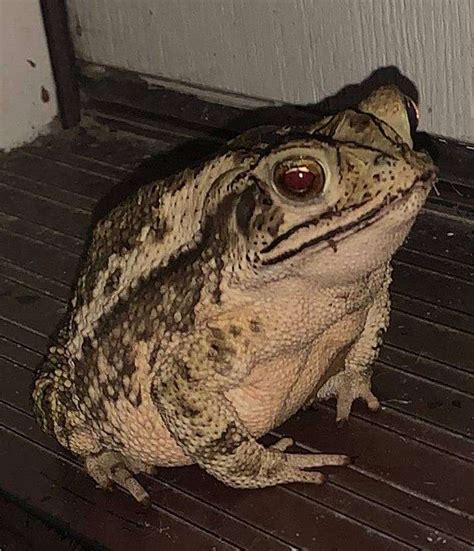 Woman Goes Above And Beyond For A Toad Who Decided To Live In Her Shoe