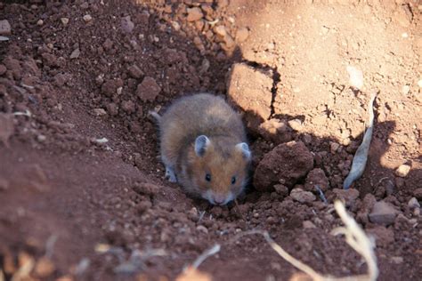오리넉울 On Twitter Rt Platypupu 시리아햄스터 골든햄스터의 야생원종 멸종위기종이다