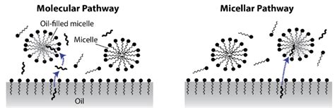 Figure S5 Oil Solubilization Pathways Oil Is Proposed To Solubilize