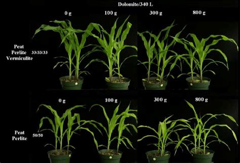 Field Corn Plants Cv Dk641 Photographed 22 Days After Planting The