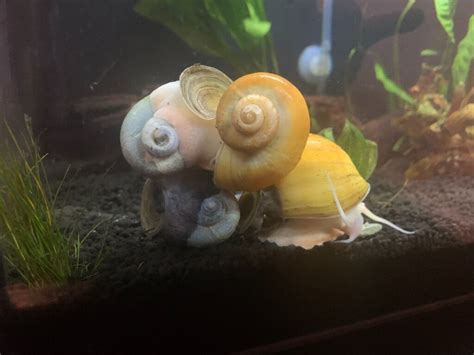 Mystery Snail Mating